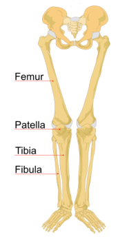 Patella Bone Labeled Patella (Distal Proximal)
