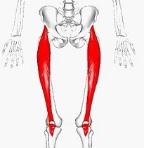 Rectus Femoris Muscle