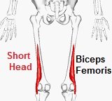 Biceps Femoris Muscle