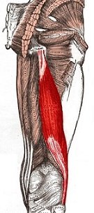 Biceps Femoris Muscle - Knee Pain Explained