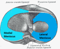 Knee Meniscus & Cartilage