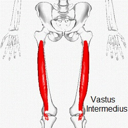Vastus Intermedius Muscle