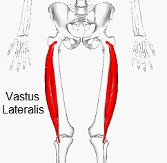 Vastus Lateralis Muscle