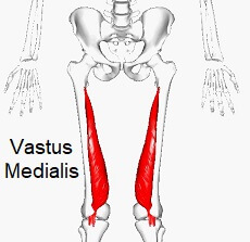 Vastus Medialis Muscle