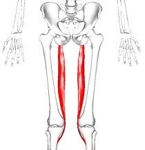 Semitendinosus Muscle (Hamstrings) - Knee Pain Explained