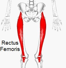 Rectus Femoris Muscle