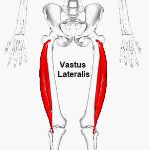 Vastus Lateralis Muscle